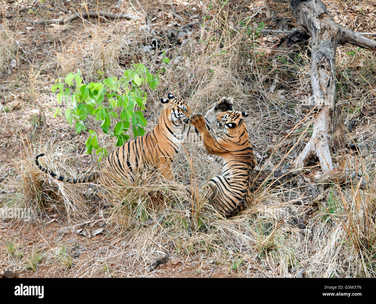 The images Tiger ( Panthera tigris ) Mayas cubs playing in Tadoba ...