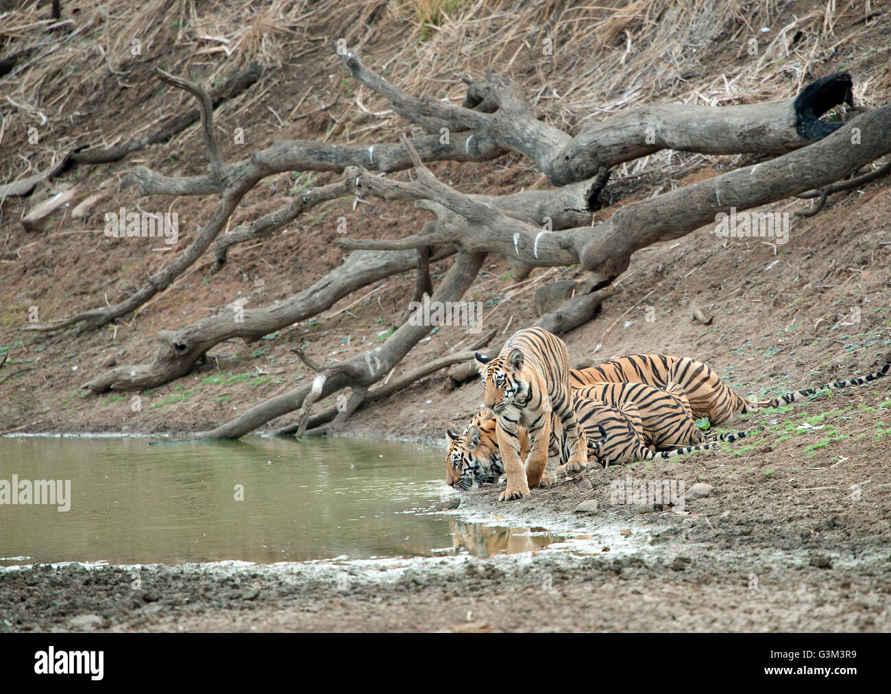 Maya tiger family hi-res stock photography and images - Alamy