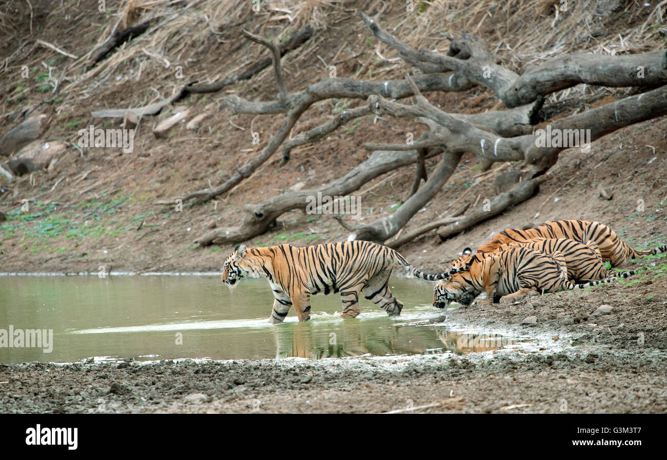Maya tiger family hi-res stock photography and images - Alamy