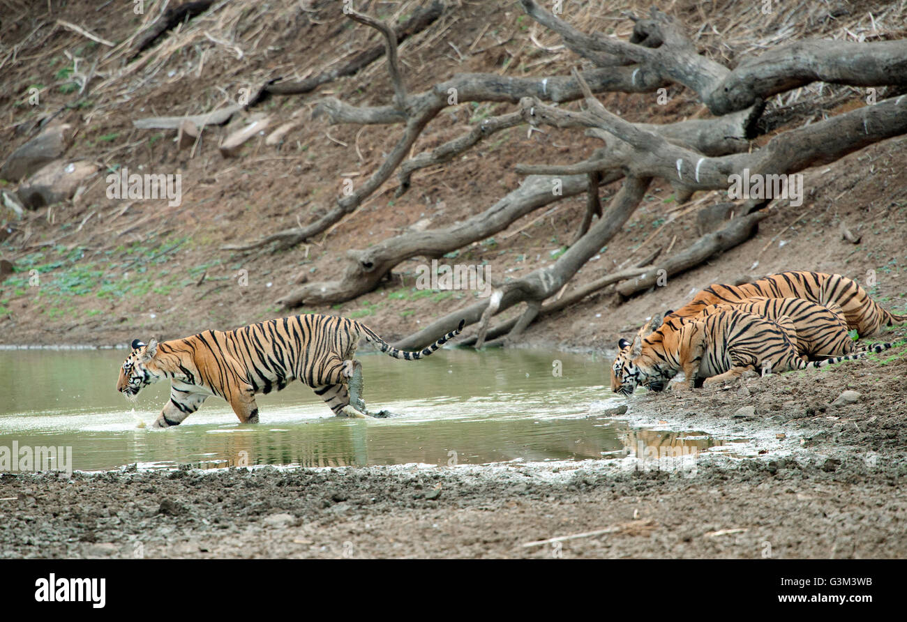 Maya tiger family hi-res stock photography and images - Alamy