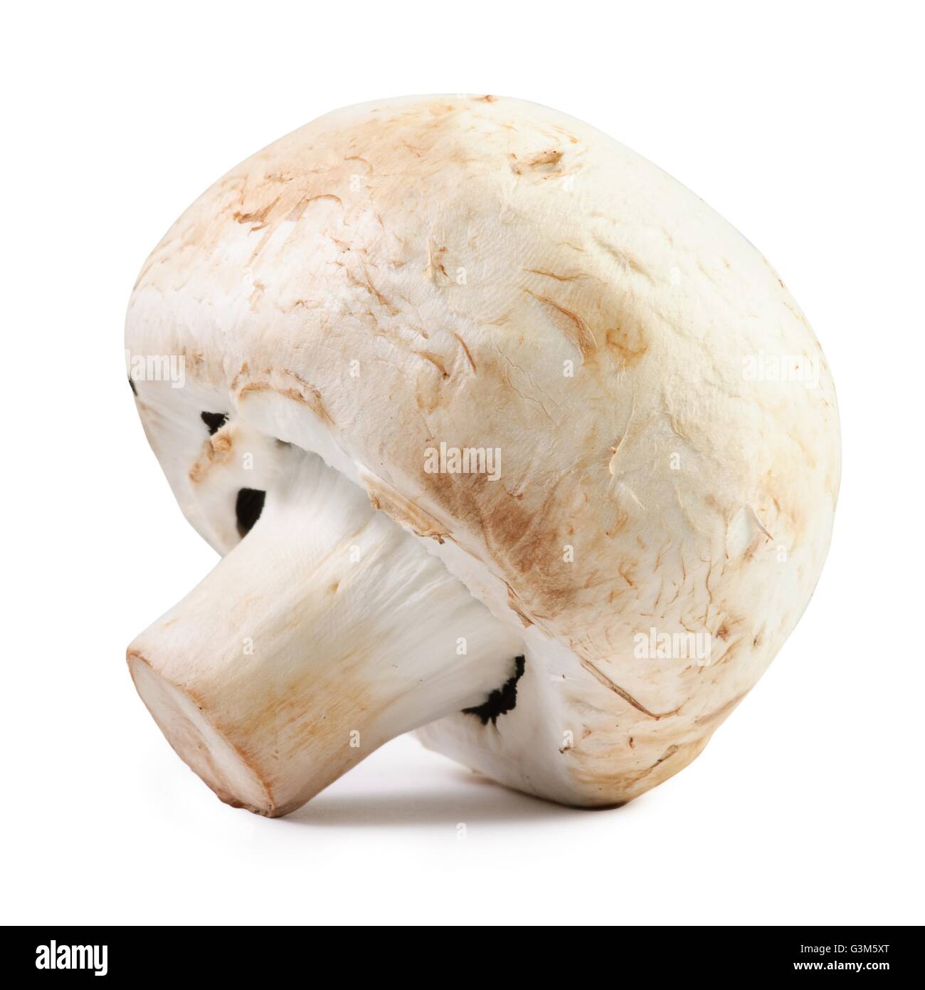 Champignon mushroom macro isolated on the white background Stock Photo ...
