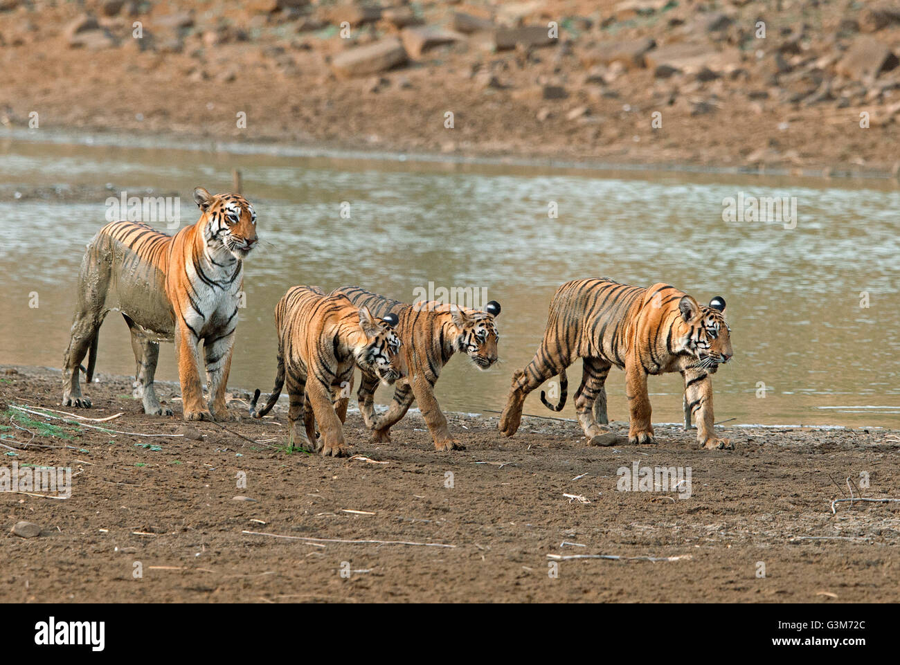 The image of Tiger ( Pnathera tigris ) Maya and cubs in Tadoba national ...