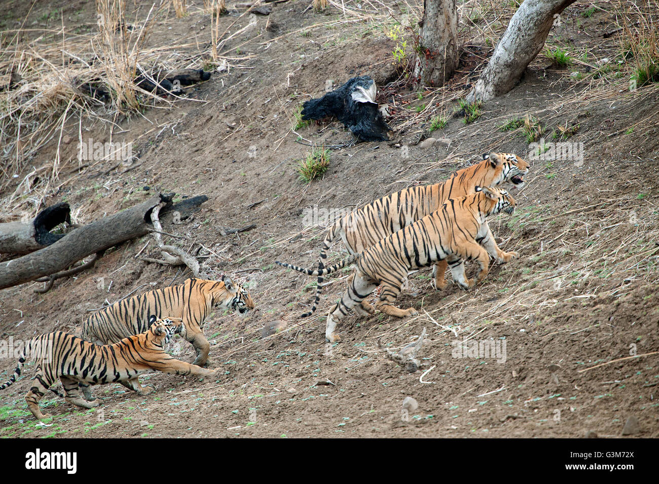 Tiger ( Panthera tigris ) Maya and cubs in Tadoba national park, India ...