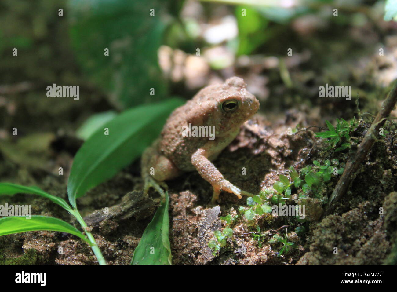 South american toad hi-res stock photography and images - Alamy