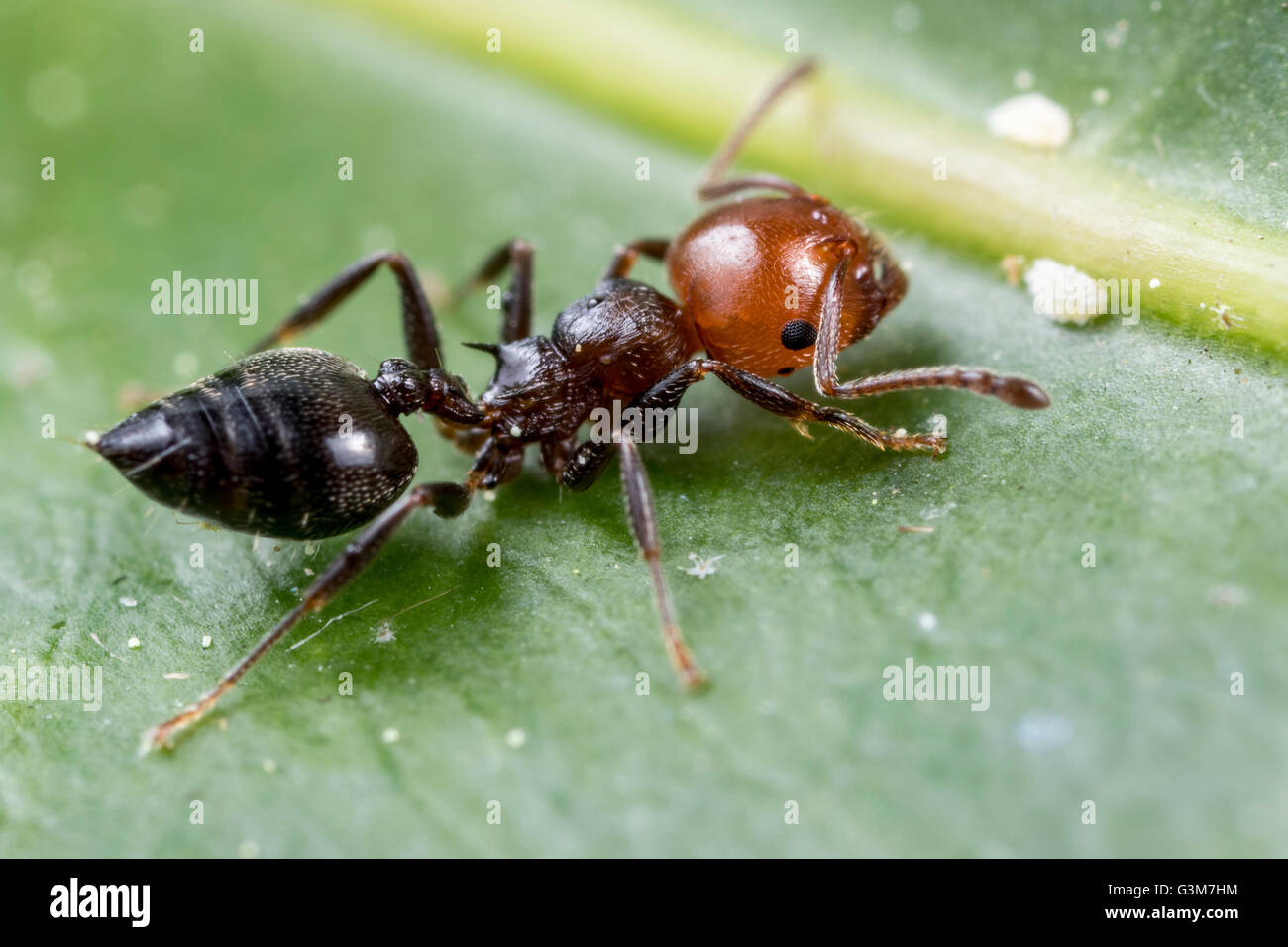 Crematogaster ant hi-res stock photography and images - Alamy