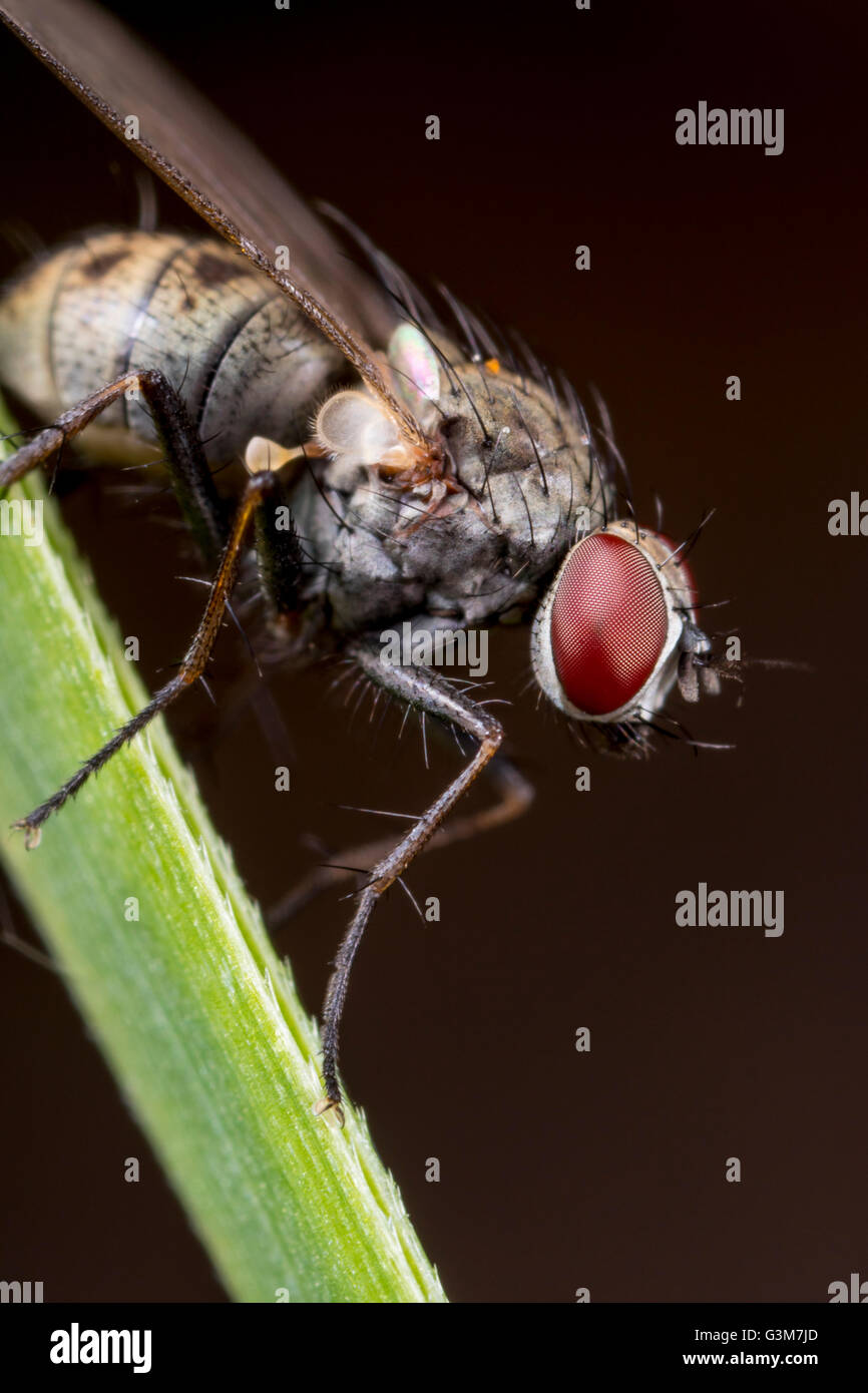 Coenosia insect hi-res stock photography and images - Alamy