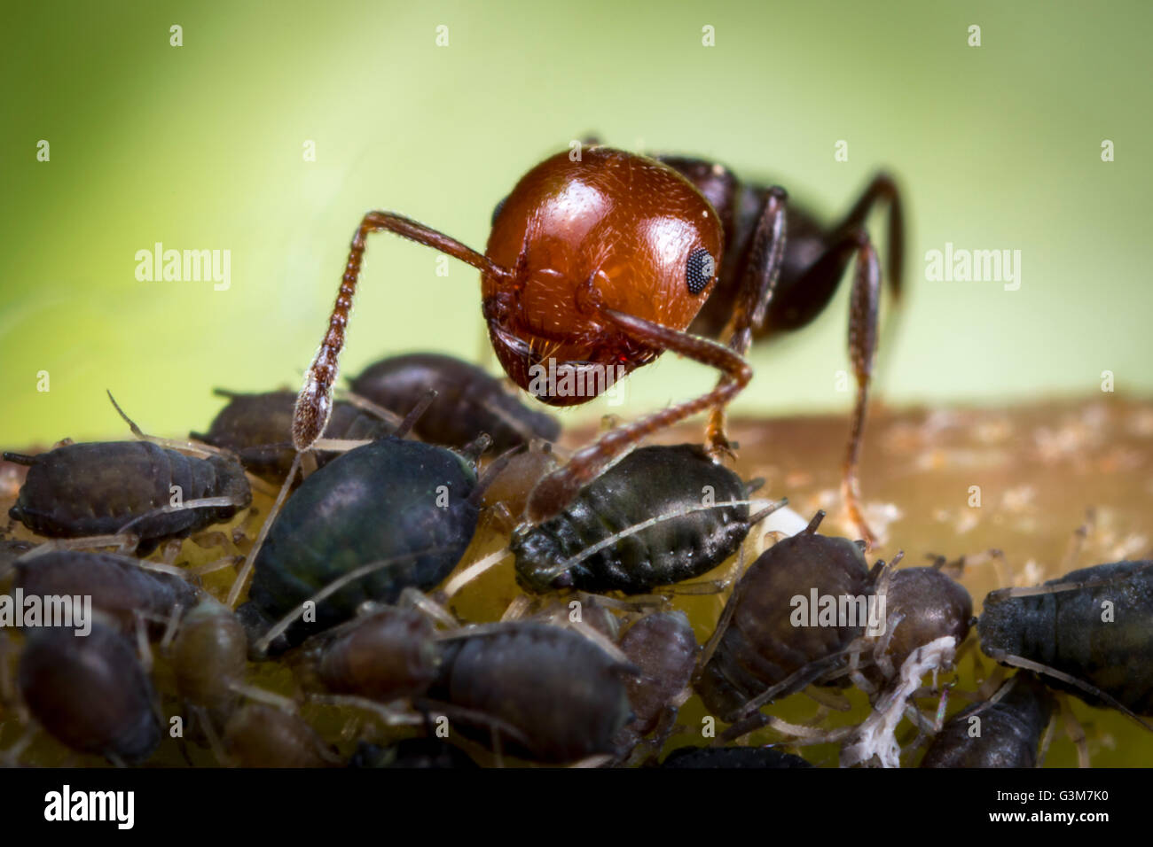 Crematogaster Scutellaris Stock Photo - Alamy