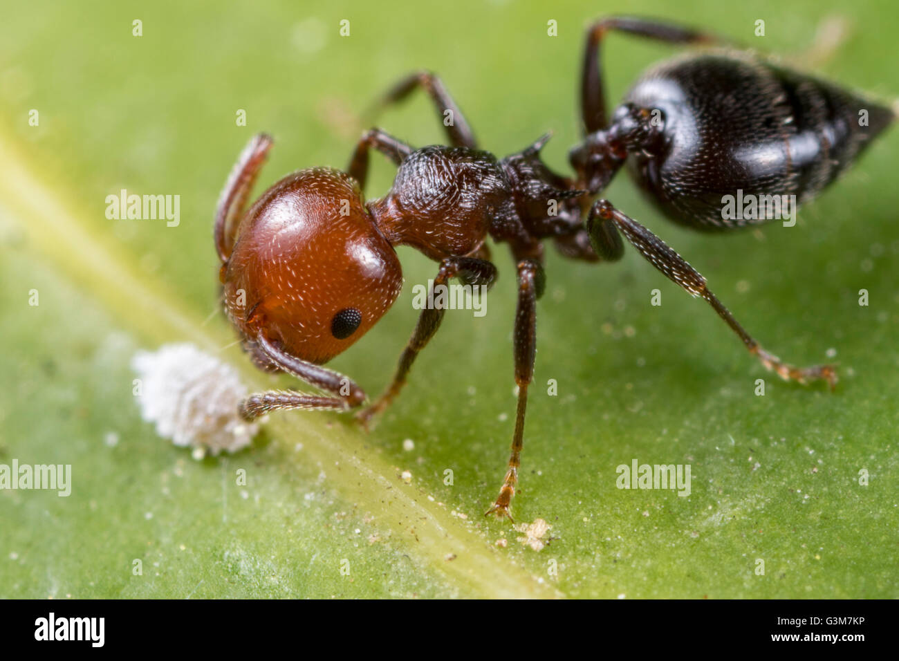 Red abdomen ant hi-res stock photography and images - Alamy