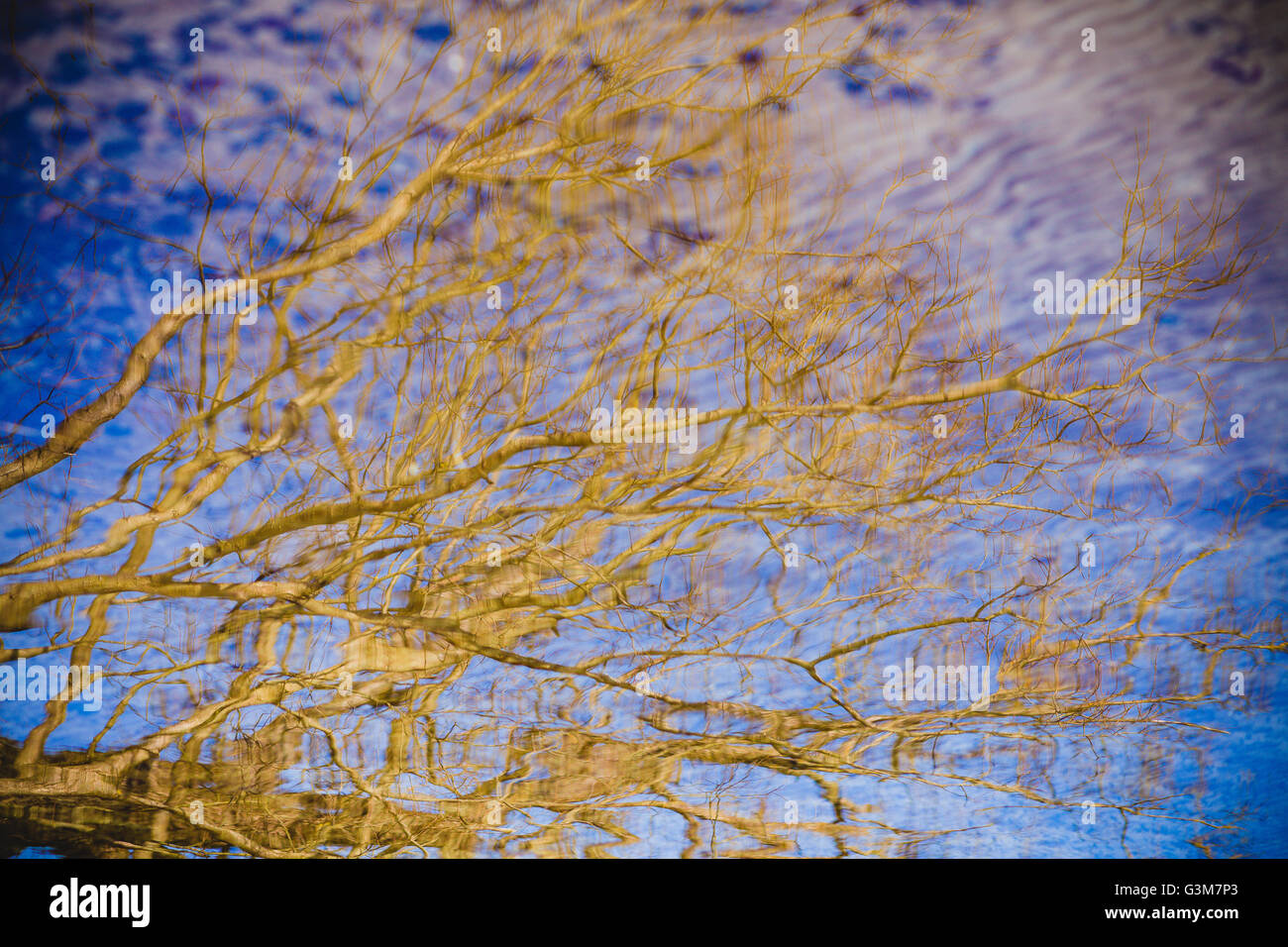 Tree branches in water Stock Photo - Alamy