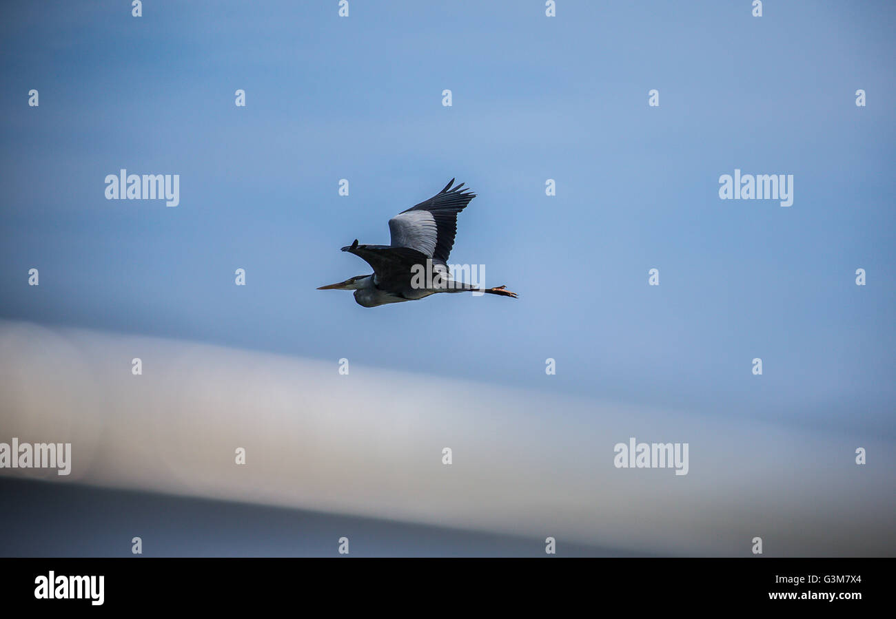 Heron flight reflection heron hi-res stock photography and images - Alamy