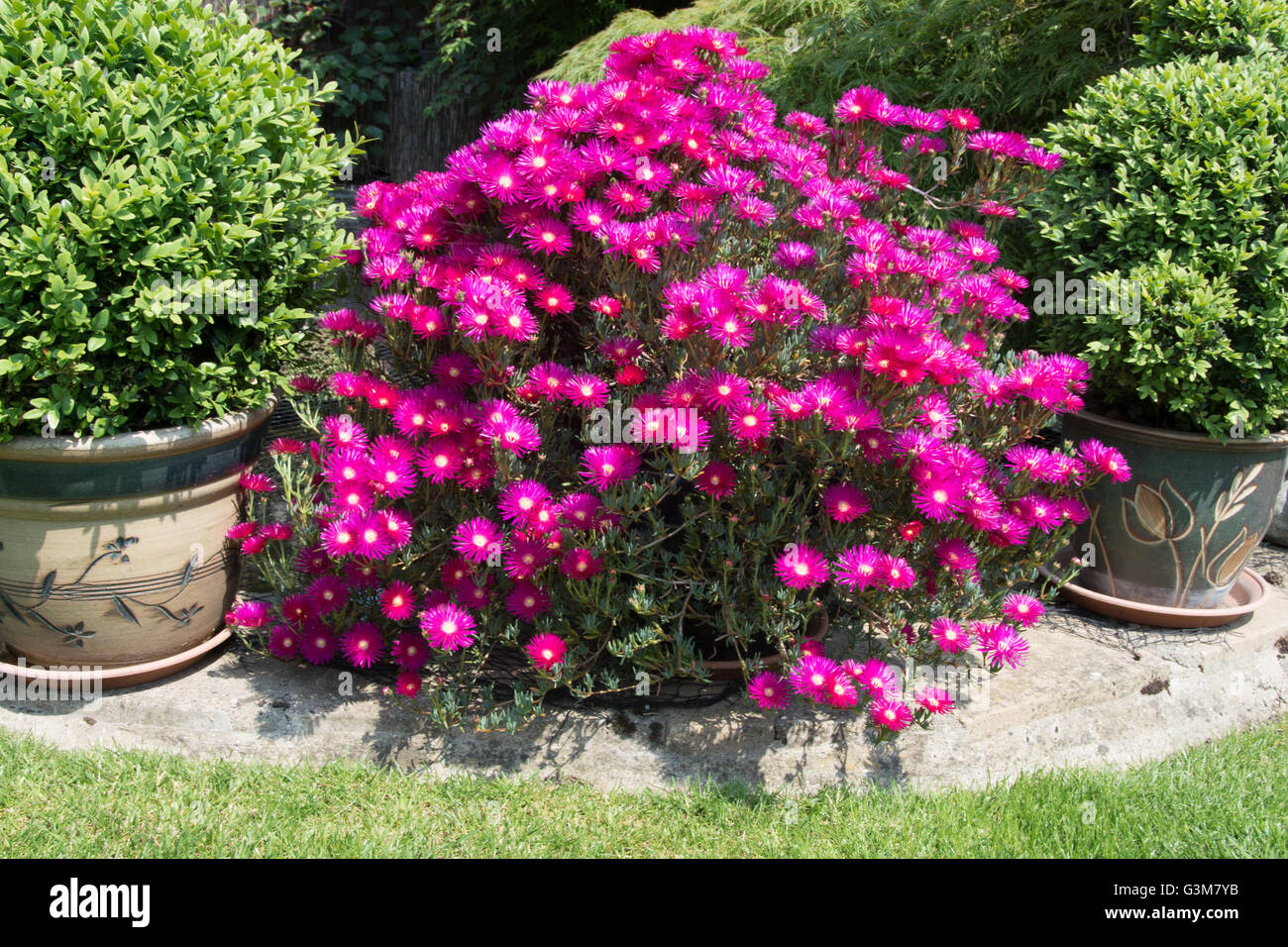 Lampranthus Stock Photos & Lampranthus Stock Images - Alamy