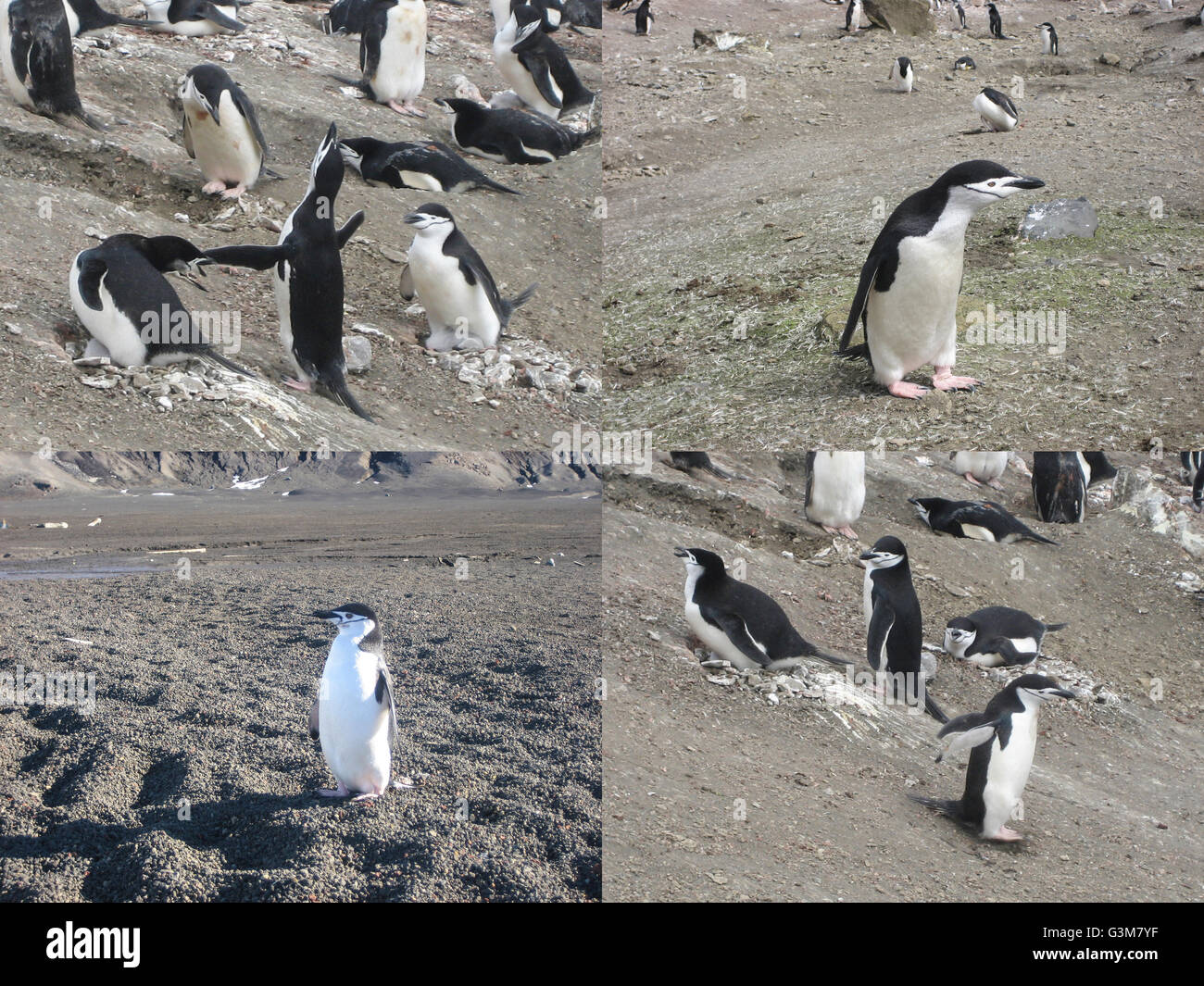 Collage of cute Chinstrap Penguins (Pygoscelis antarctica Stock Photo ...