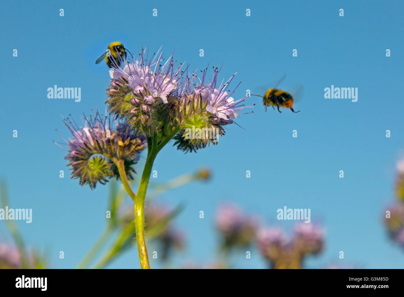 Native bees hi-res stock photography and images - Alamy