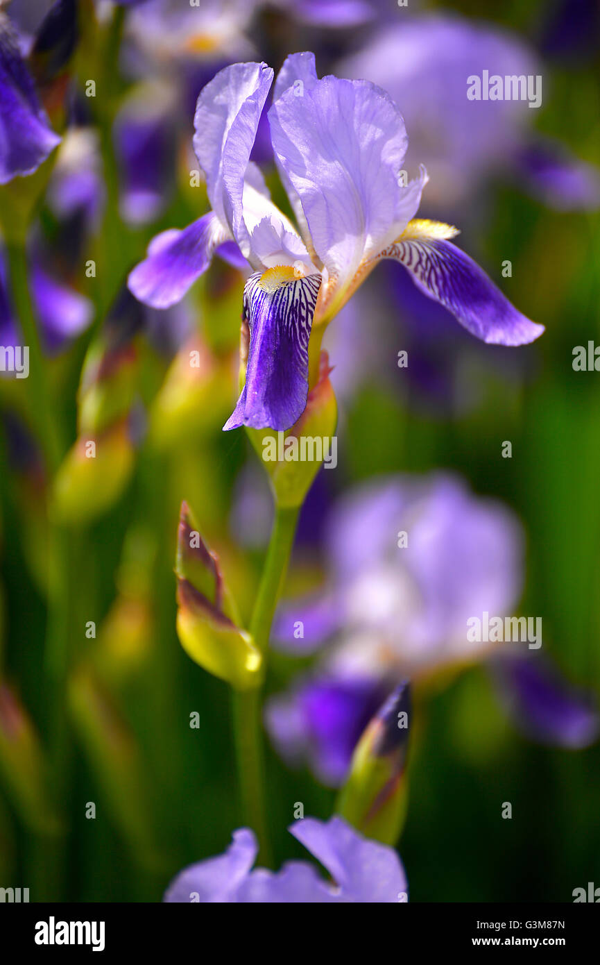 Blooming iris spring Stock Photo - Alamy