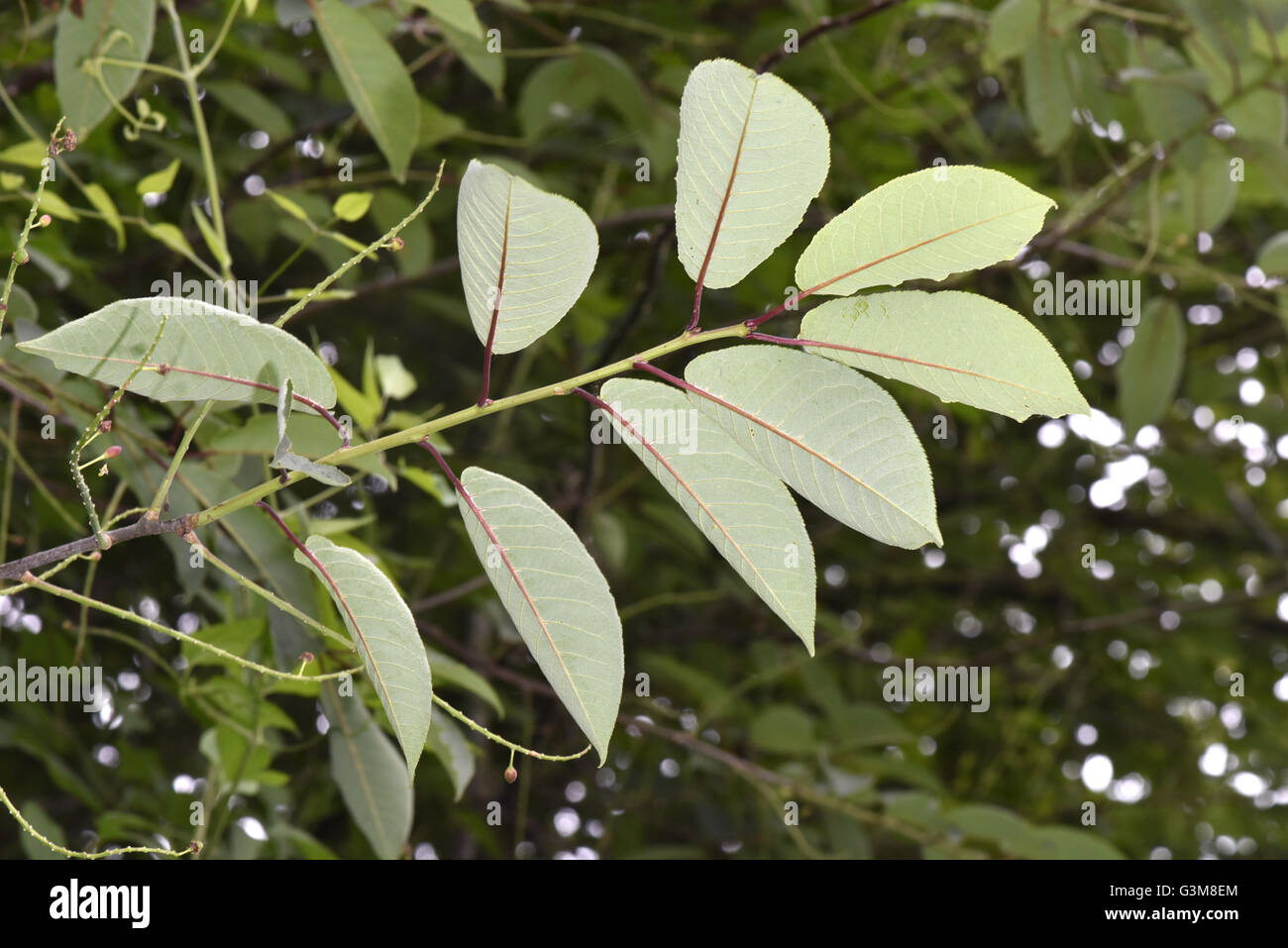 Bird Cherry High Resolution Stock Photography and Images - Alamy