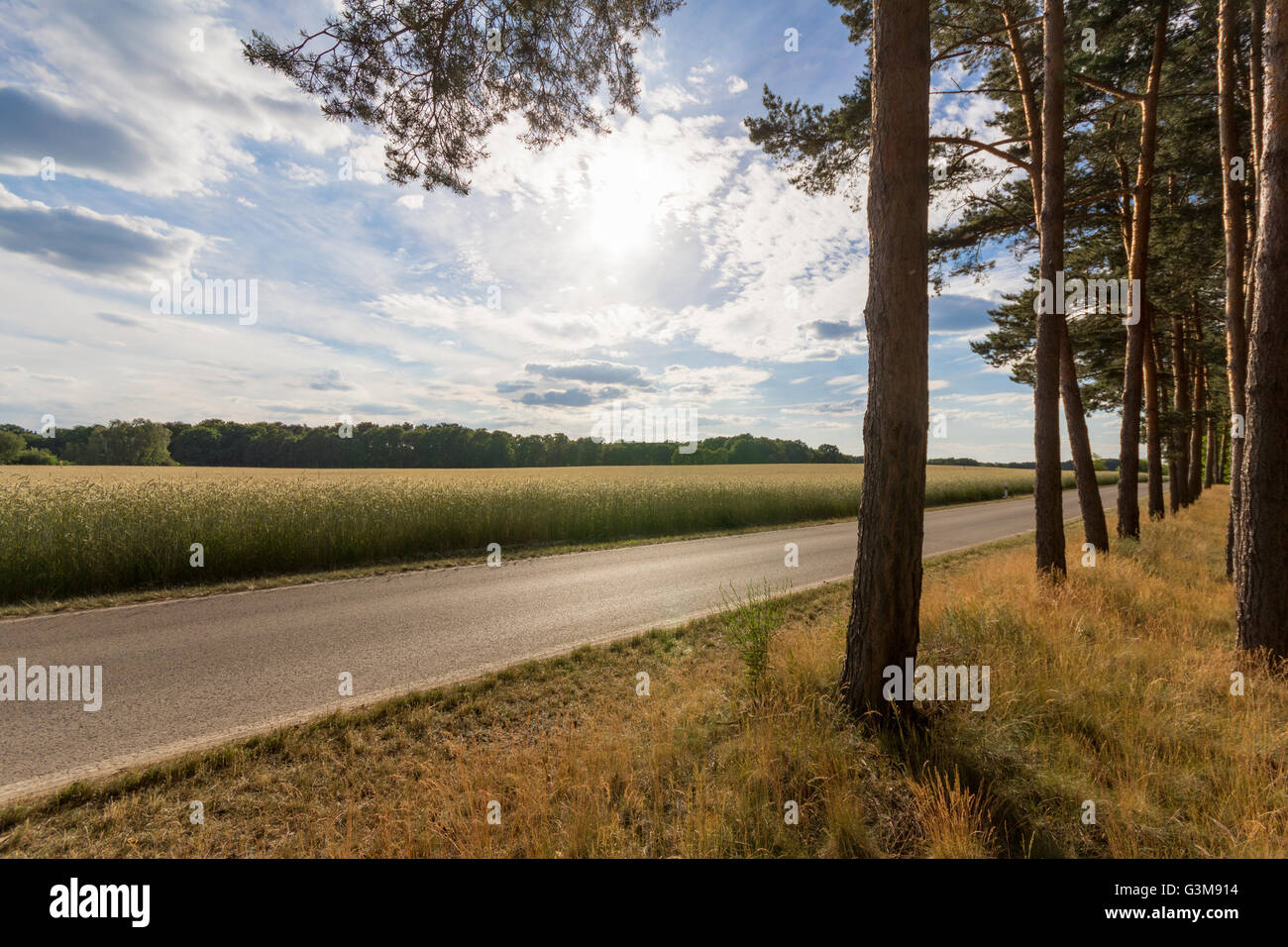 empty country road through rural landscape and wheat field background ...