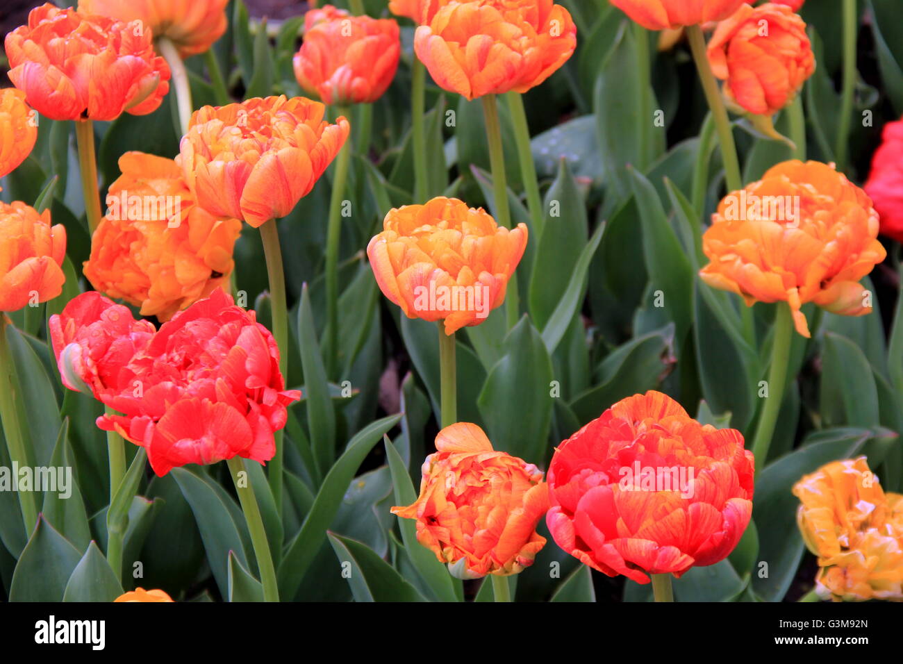 Pretty landscaped garden filled with bright colors of peach and red ...