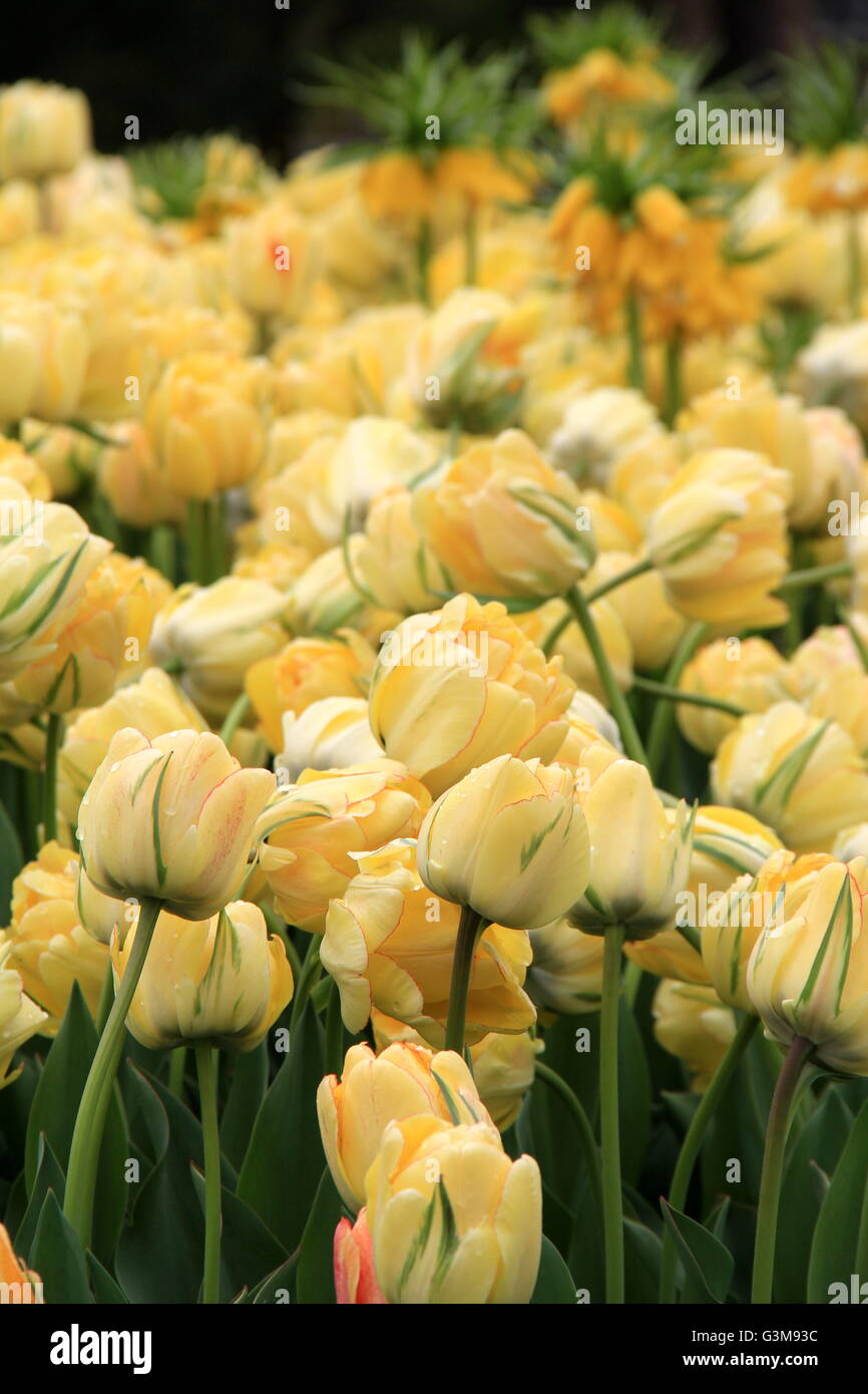A gorgeous image in a variety of yellow tulips in the landscaped garden ...