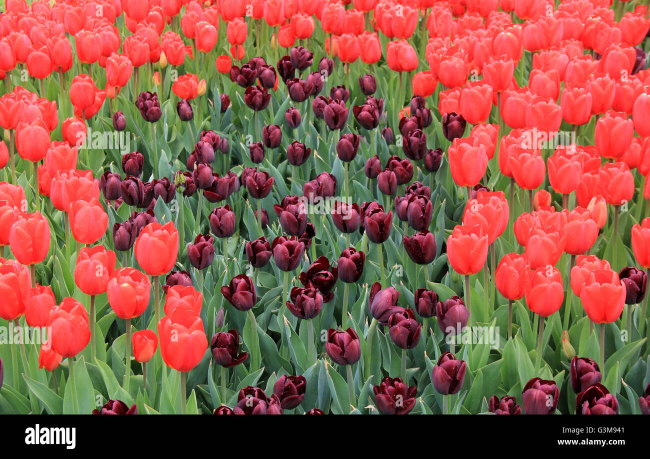Gorgeous background image of bright red and deep purple tulips coming ...