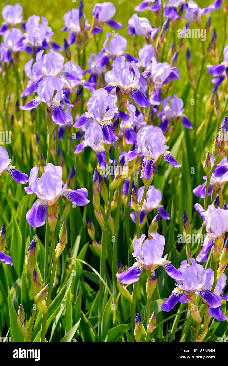 Blooming iris spring Stock Photo - Alamy