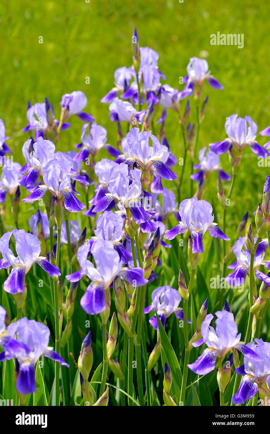 Blooming iris spring Stock Photo - Alamy