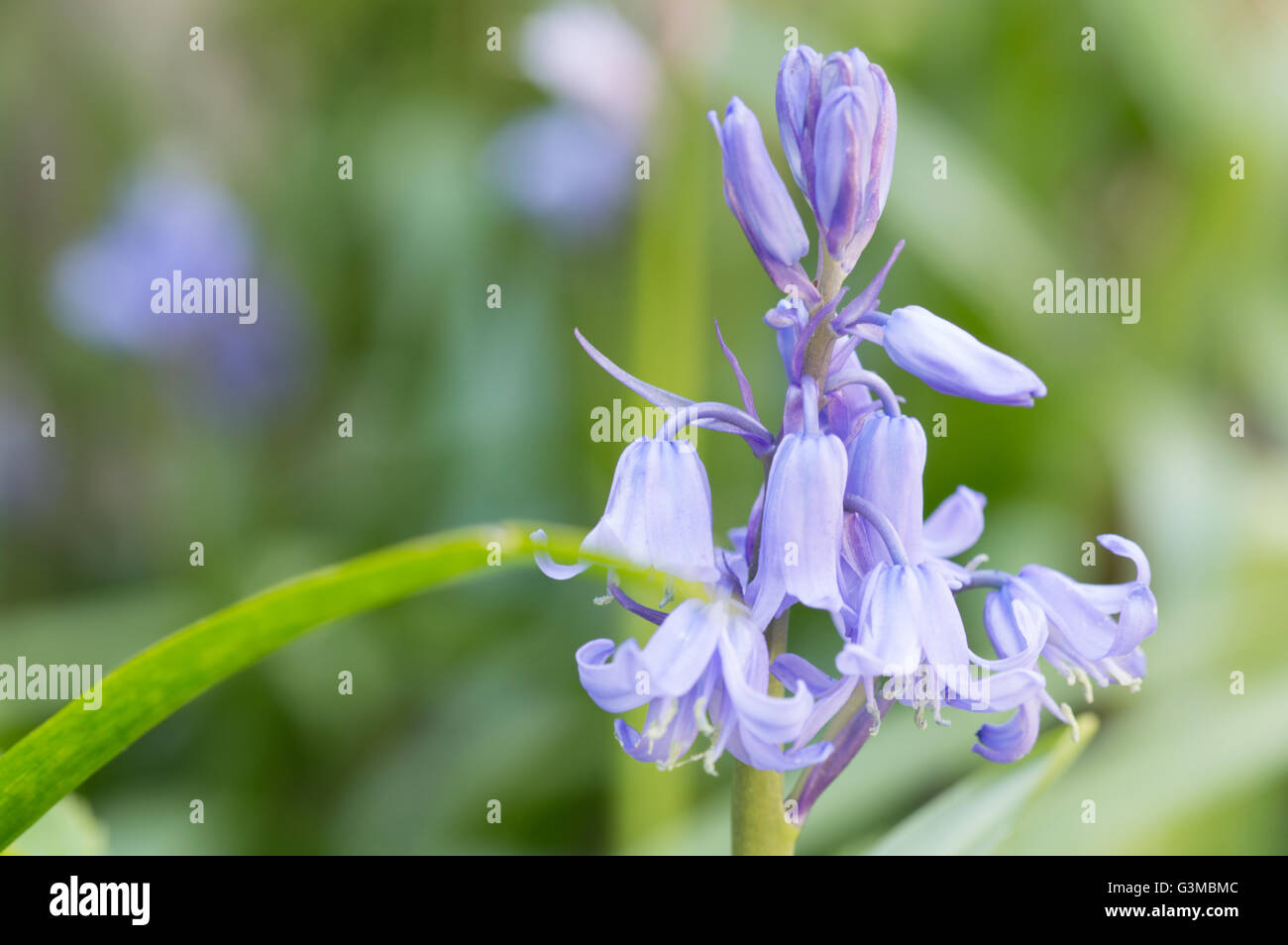 A close up of Bluebells with a bokeh background Stock Photo - Alamy
