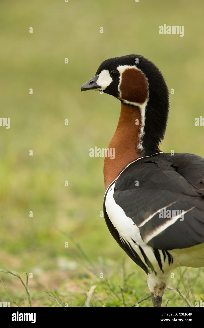 Red-breasted Goose, Branta ruficollis Stock Photo - Alamy