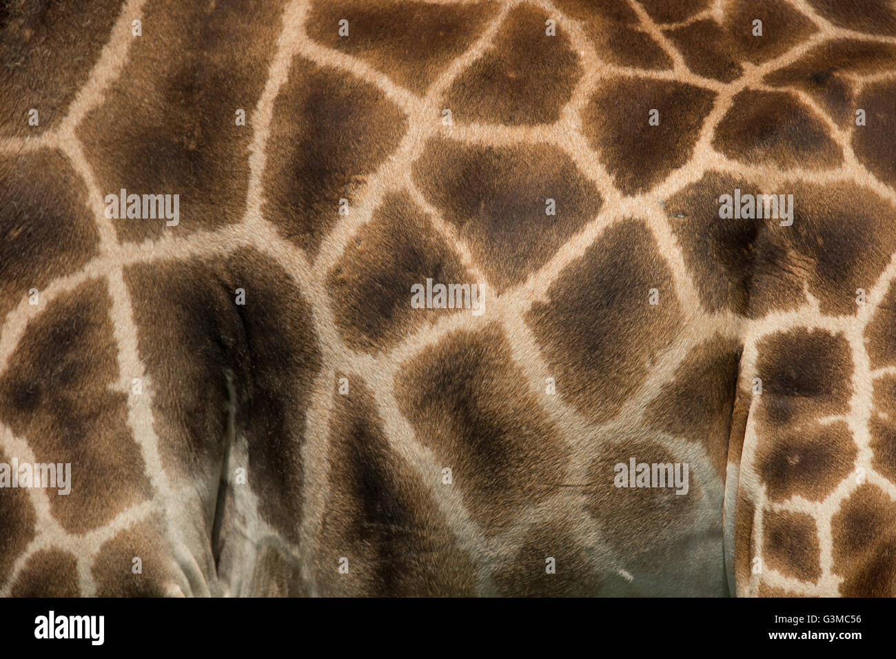 Giraffe details hi-res stock photography and images - Alamy