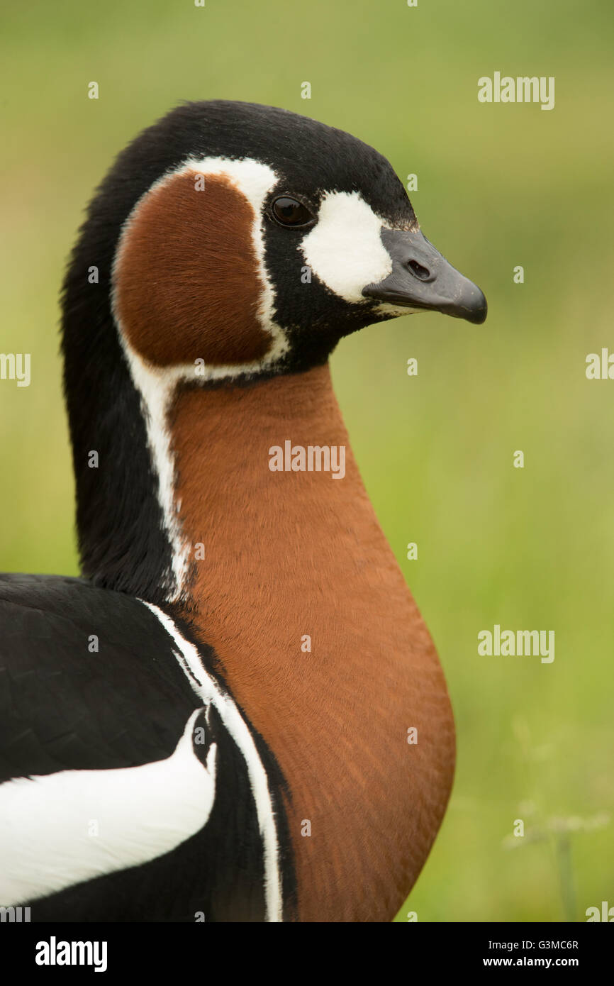 Red-breasted Goose, Branta ruficollis Stock Photo - Alamy