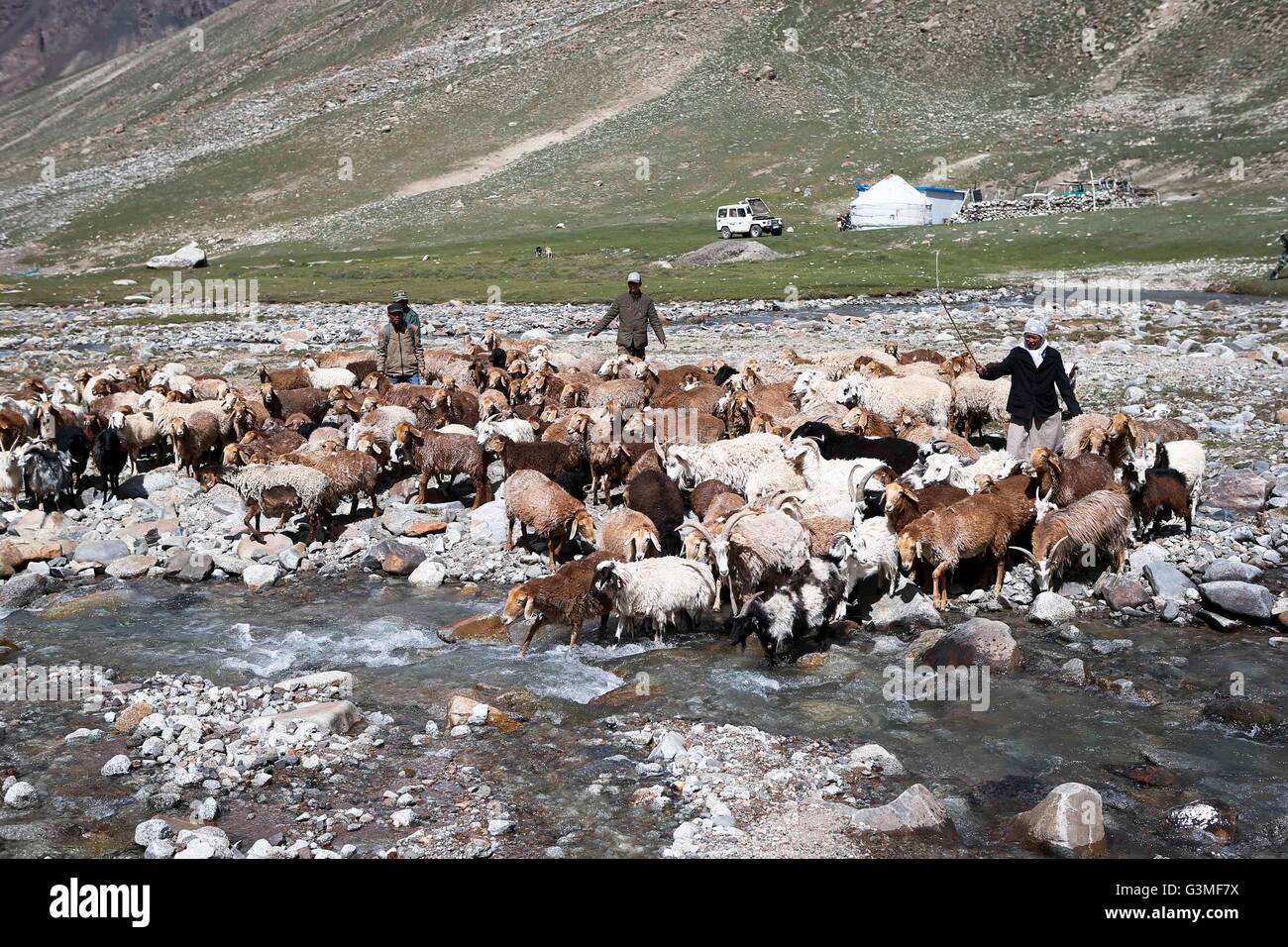 Four sheep china hi-res stock photography and images - Alamy