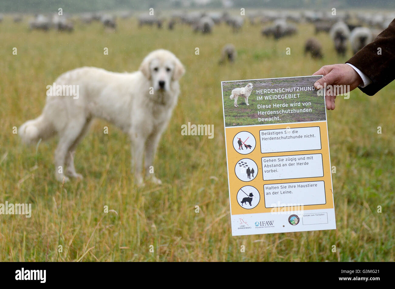 Livestock guardian dog hi-res stock photography and images - Alamy