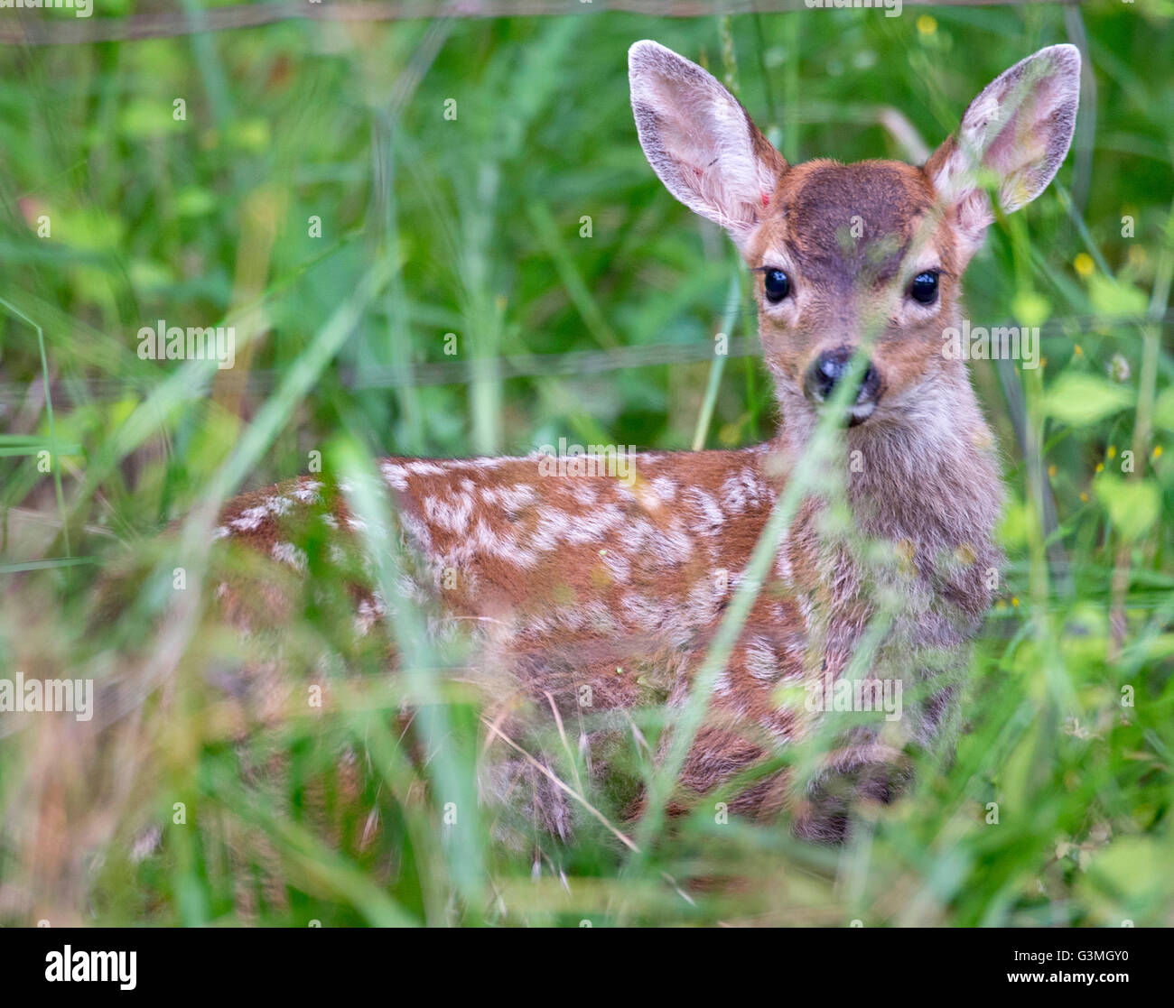 Deer stands calmly in hi-res stock photography and images - Alamy