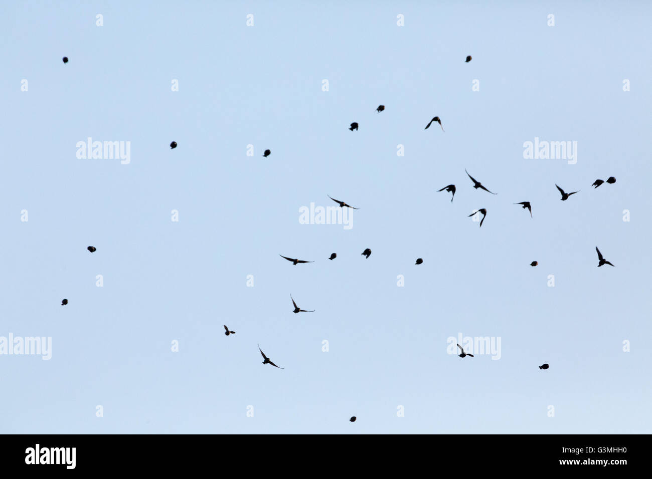 Asuncion, Paraguay. 12th June, 2016. A flock of shiny cowbird ...