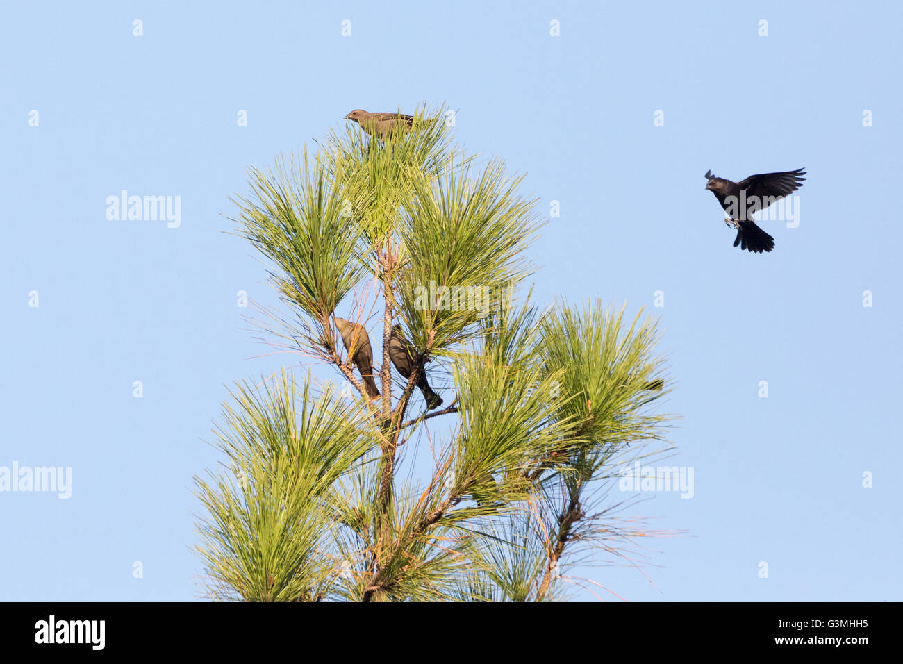 Asuncion, Paraguay. 12th June, 2016. Shiny cowbird (Molothrus ...
