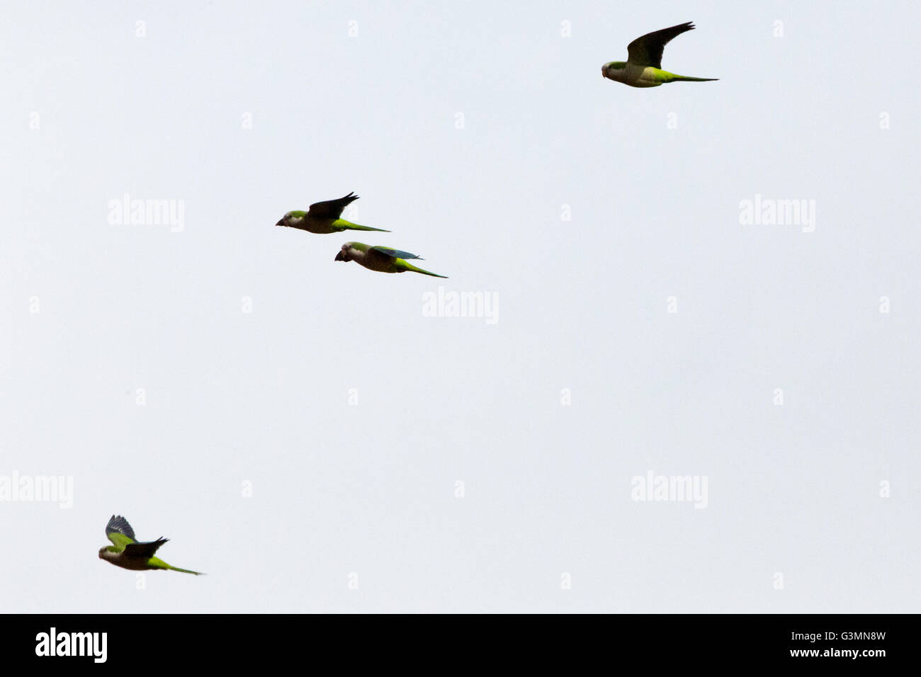 Monk parakeet urban hi-res stock photography and images - Alamy
