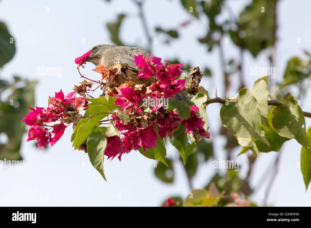Asuncion, Paraguay. 13th June, 2016. Greyish saltator (Saltator ...