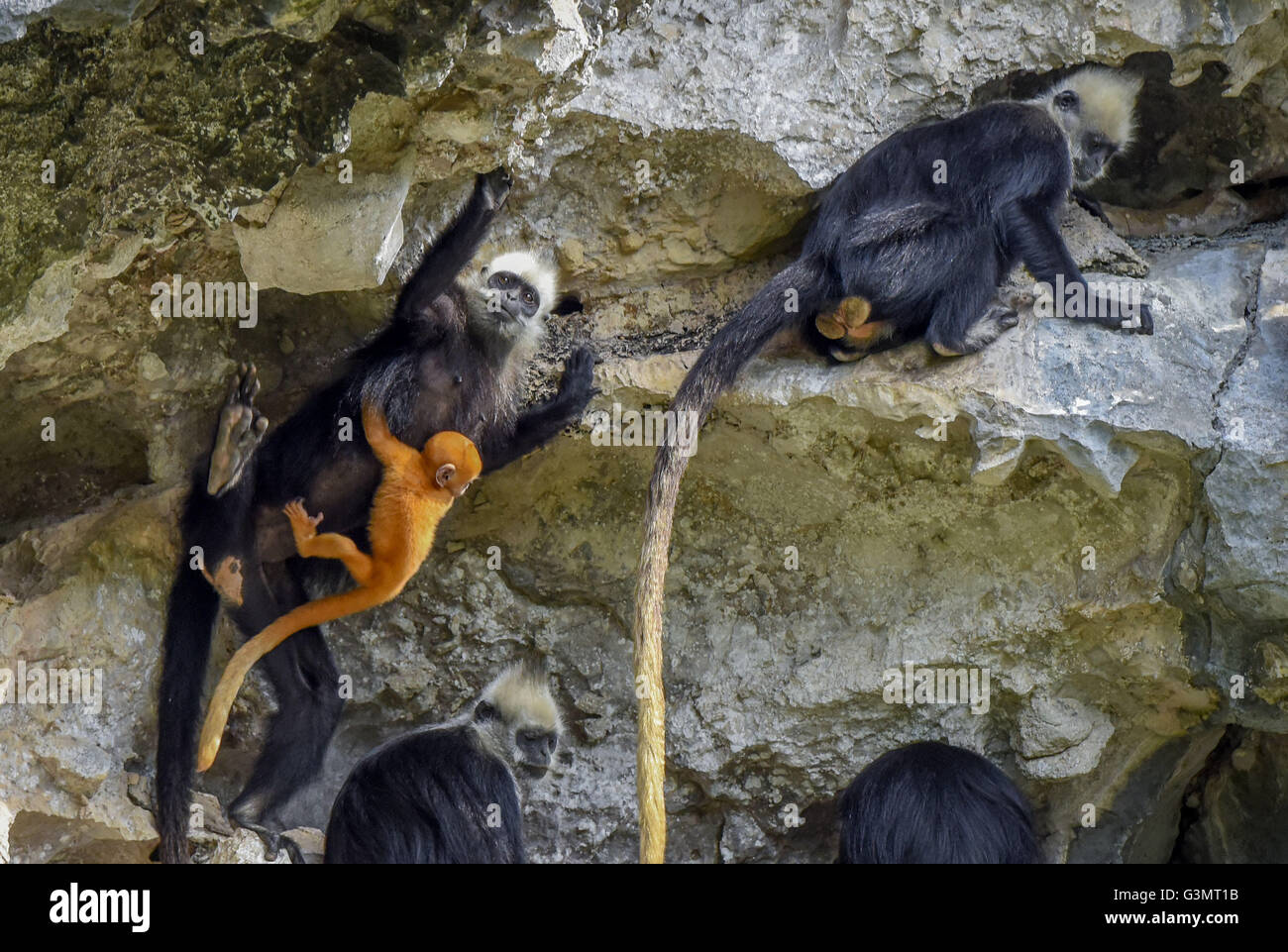 Trachypithecus leucocephalus hi-res stock photography and images - Alamy