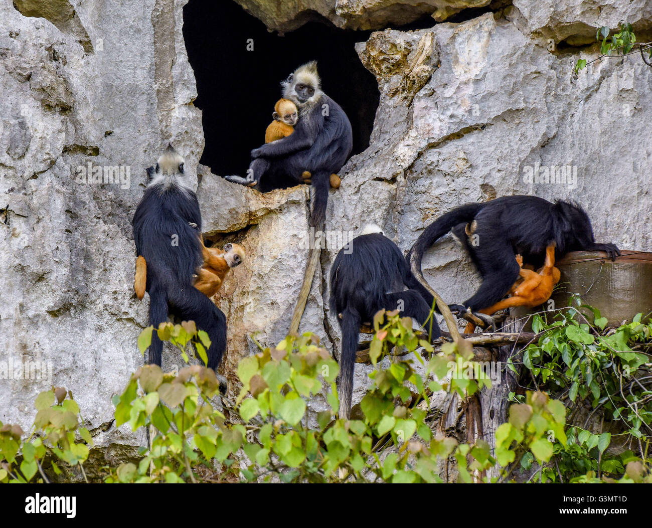 Trachypithecus leucocephalus hi-res stock photography and images - Alamy