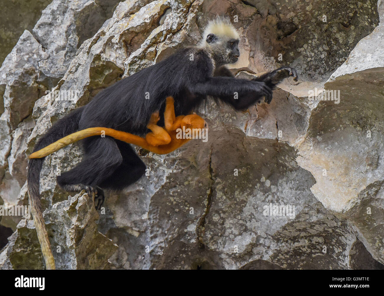 Trachypithecus leucocephalus hi-res stock photography and images - Alamy