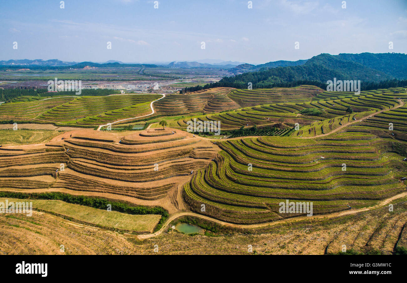 Huzhou, China's Zhejiang Province. 14th June, 2016. Tea field is seen ...