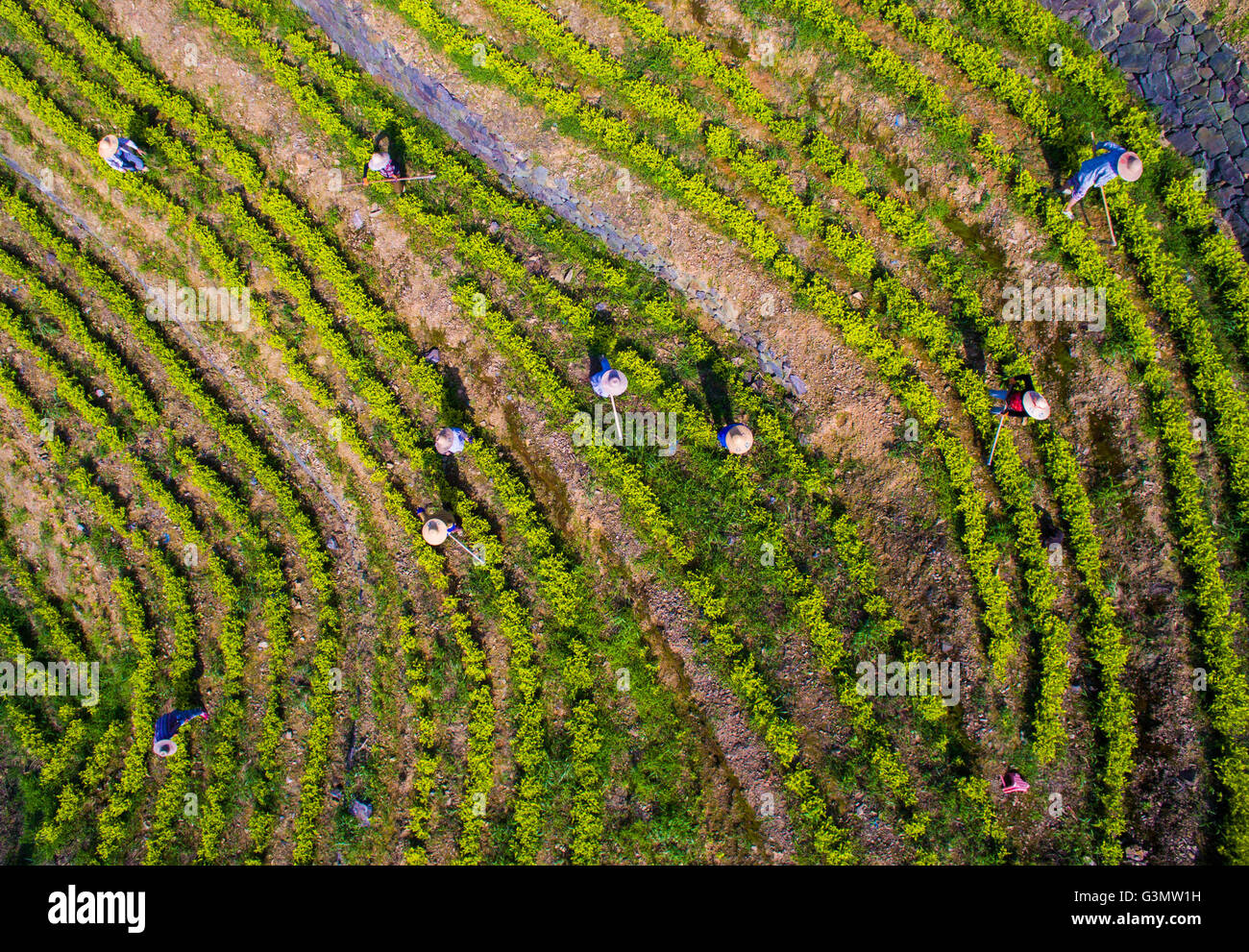 Huzhou, China's Zhejiang Province. 14th June, 2016. Villagers work in ...