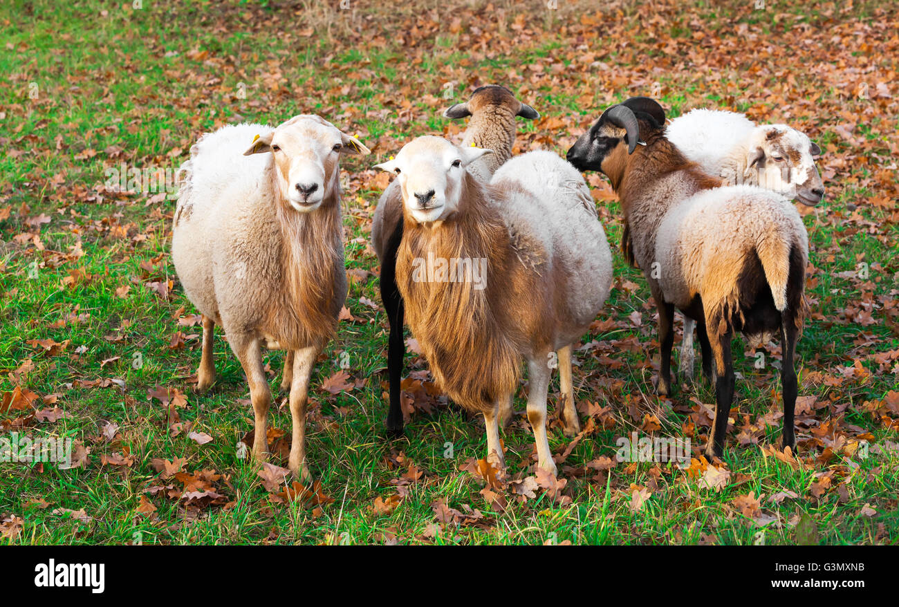 Suffolk Ram Sheep High Resolution Stock Photography and Images - Alamy