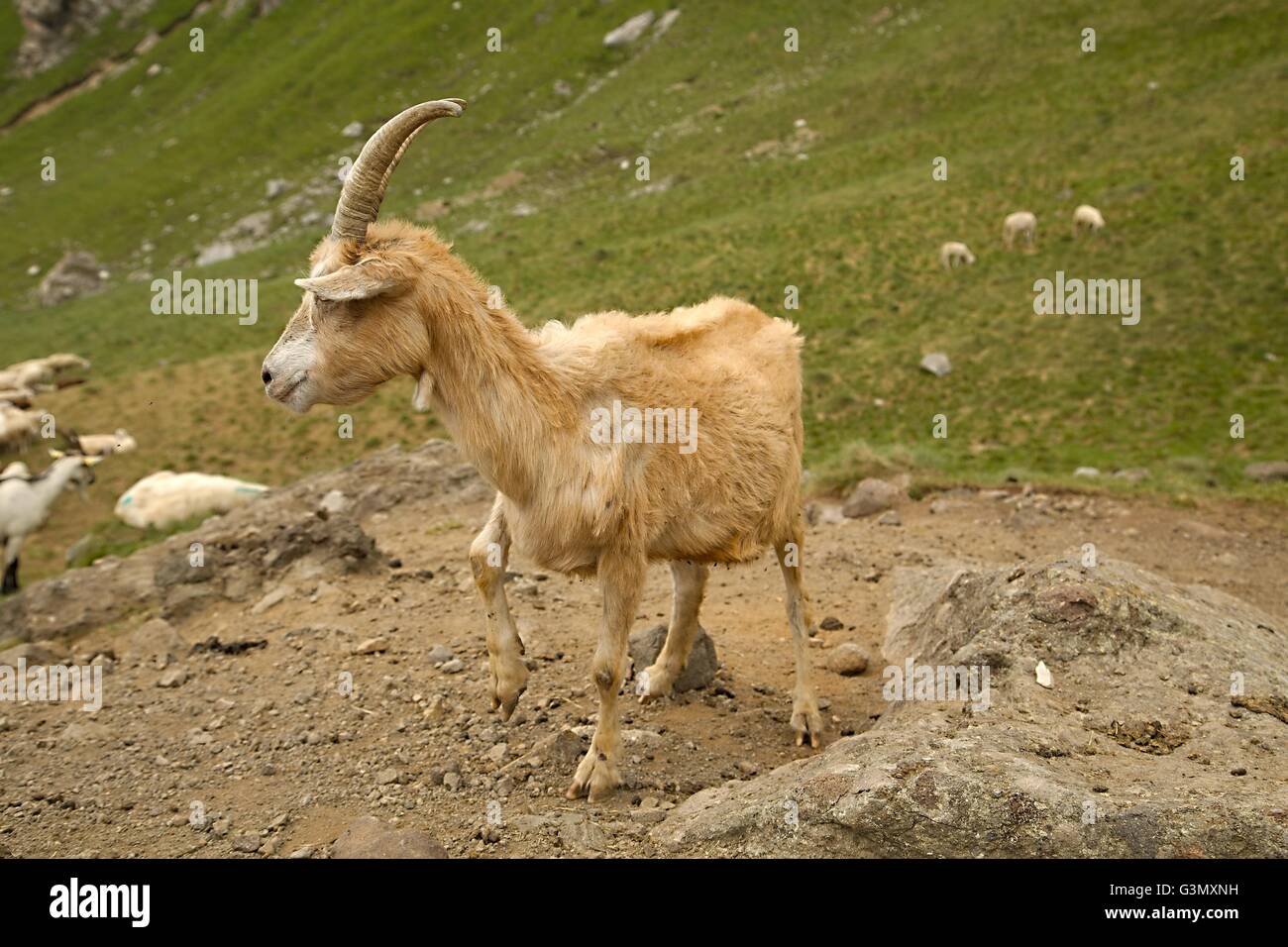 Goat in the Alps Stock Photo - Alamy