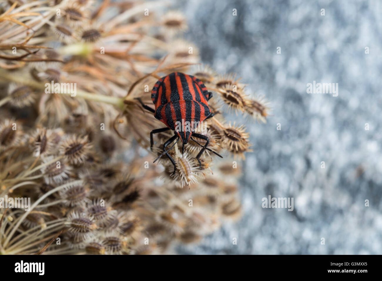 Red striped Graphosoma lineatum/Graphosoma semipunctatum on plant Stock ...