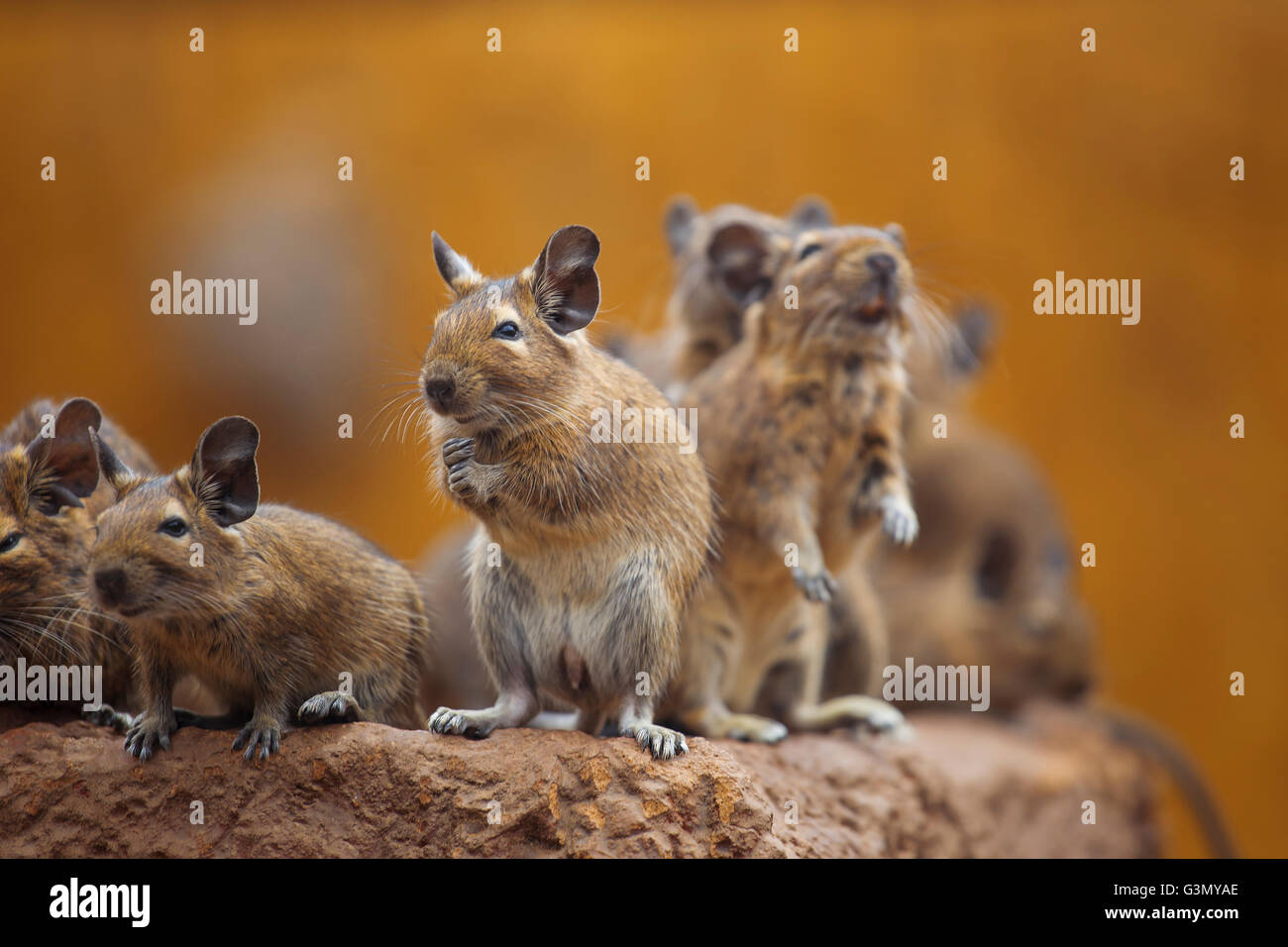 rodent degu walk with his fellow Stock Photo - Alamy