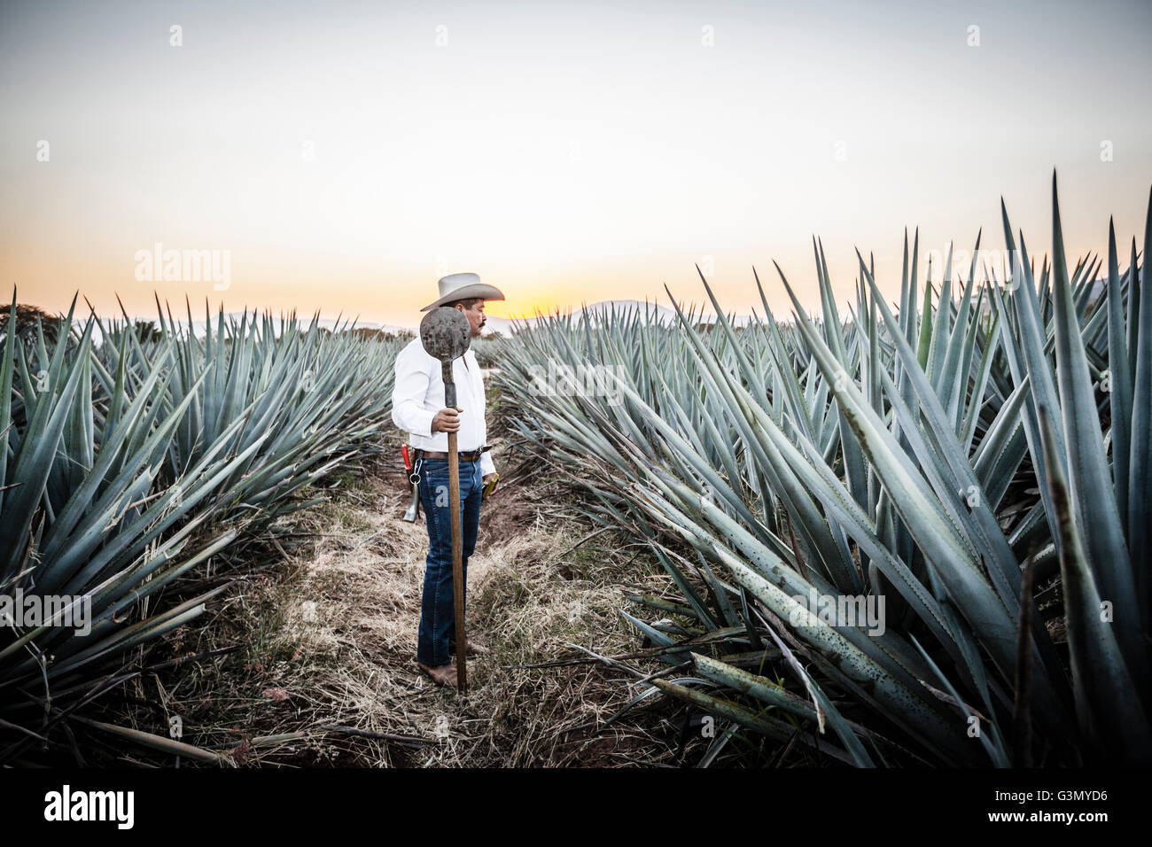 Farmer or Jimador, Ismael, preparing for harvest blue agave, Tequila ...