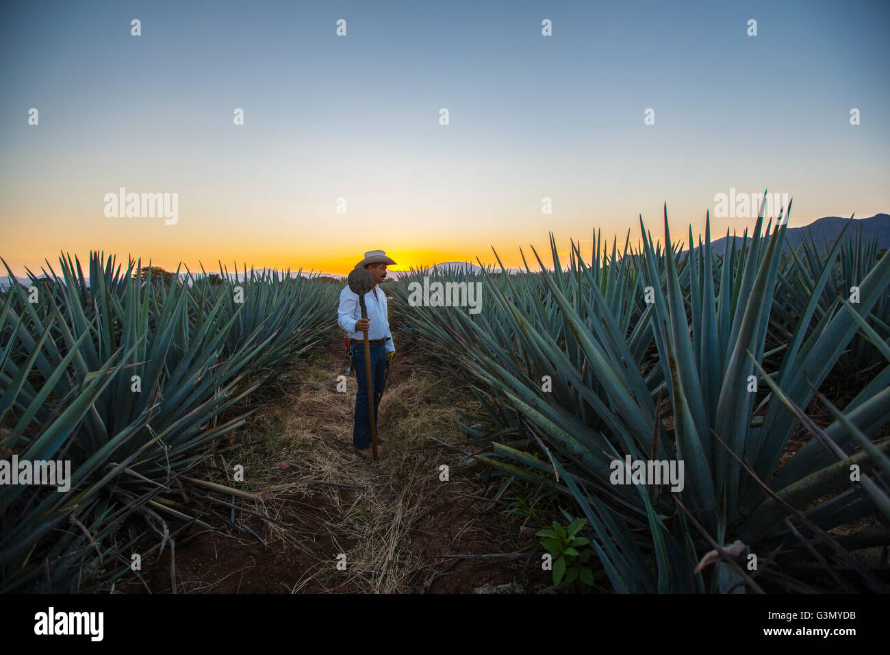 Farmer or Jimador, Ismael, preparing for harvest blue agave, Tequila ...
