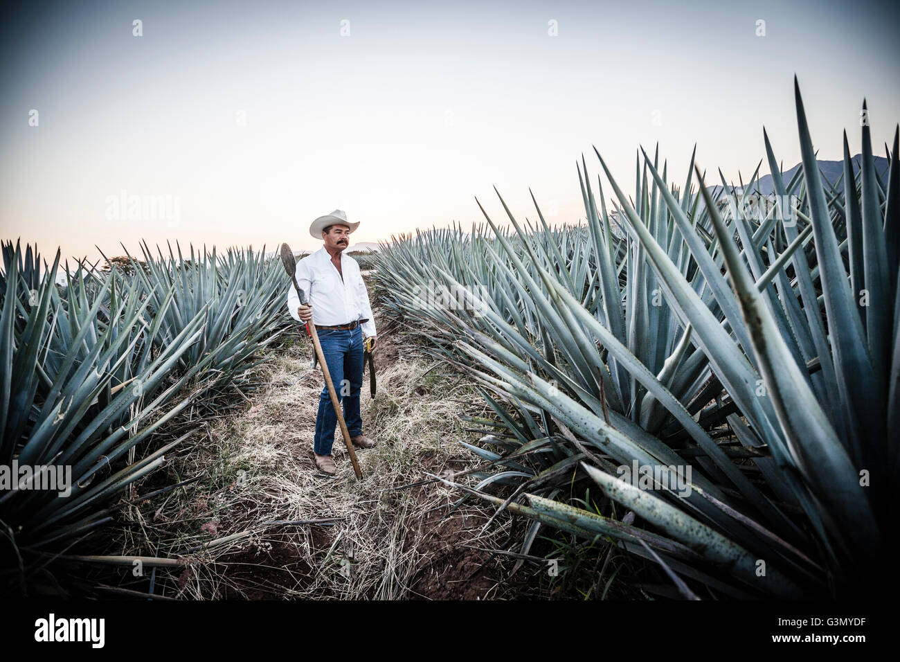 Farmer or Jimador, Ismael, preparing for harvest blue agave, Tequila ...