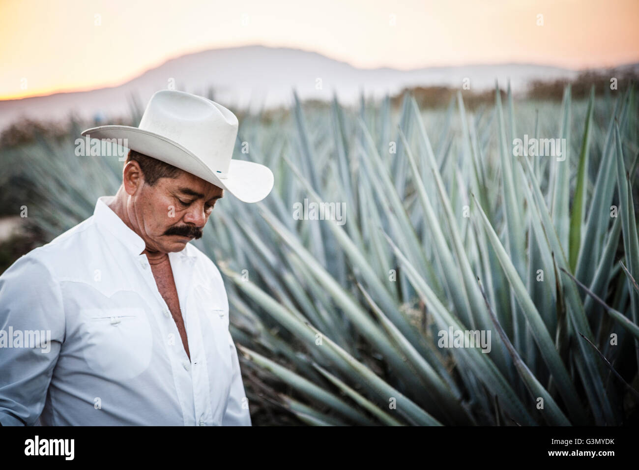 Farmer or Jimador, Ismael, preparing for harvest blue agave, Tequila ...