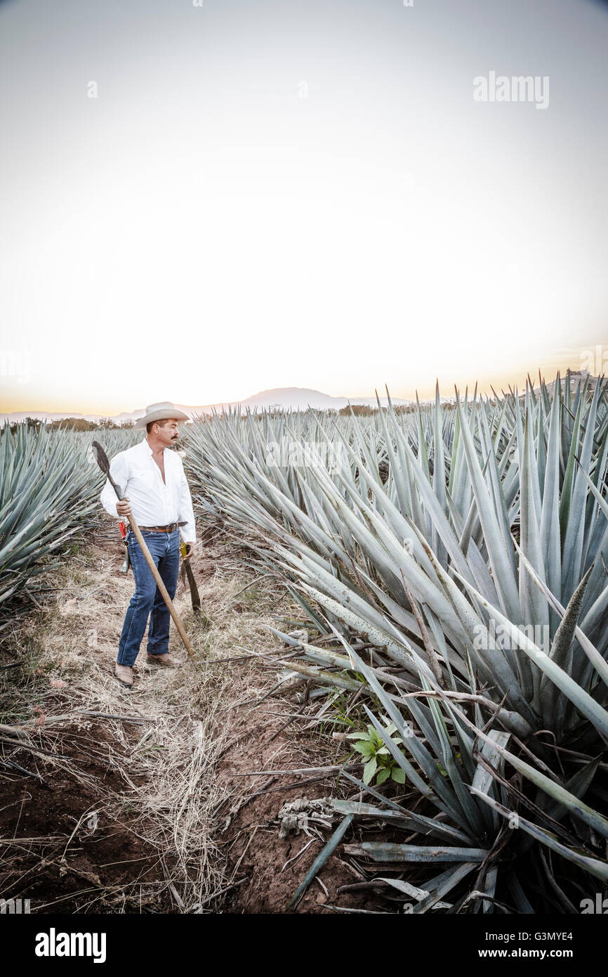 Farmer or Jimador, Ismael, preparing for harvest blue agave, Tequila ...